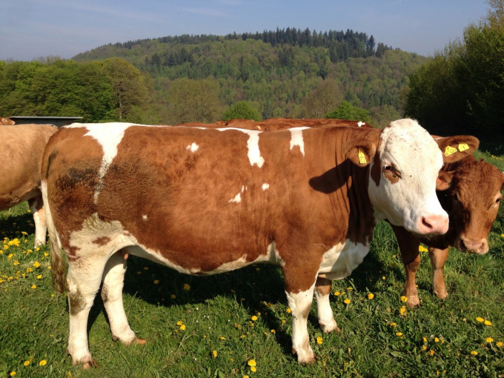 simmentaler | Zuchtbetrieb Erlenhof